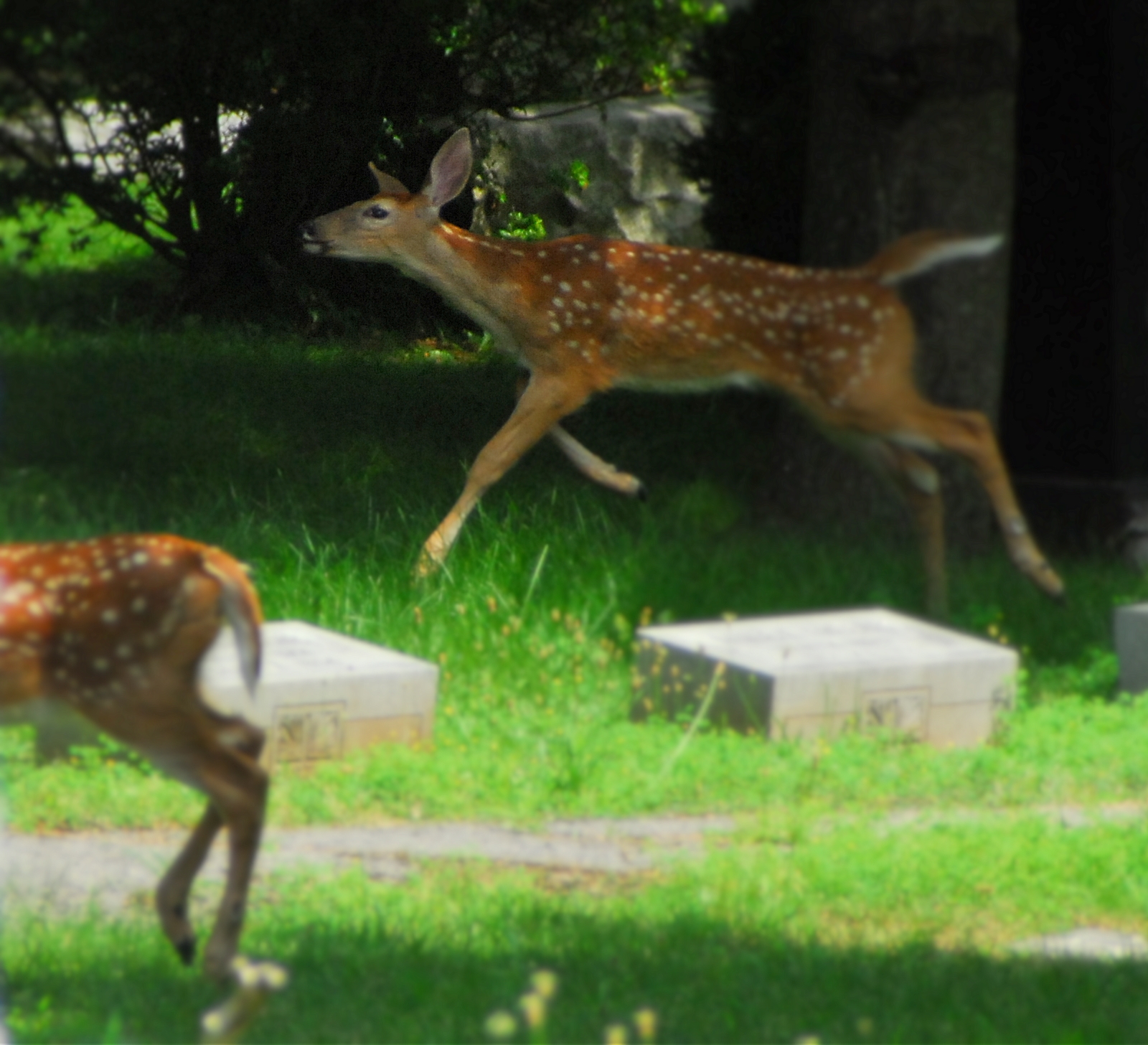 Deer Running. Moravian cemetery, NYC – Carmine Taverna Photographs America
